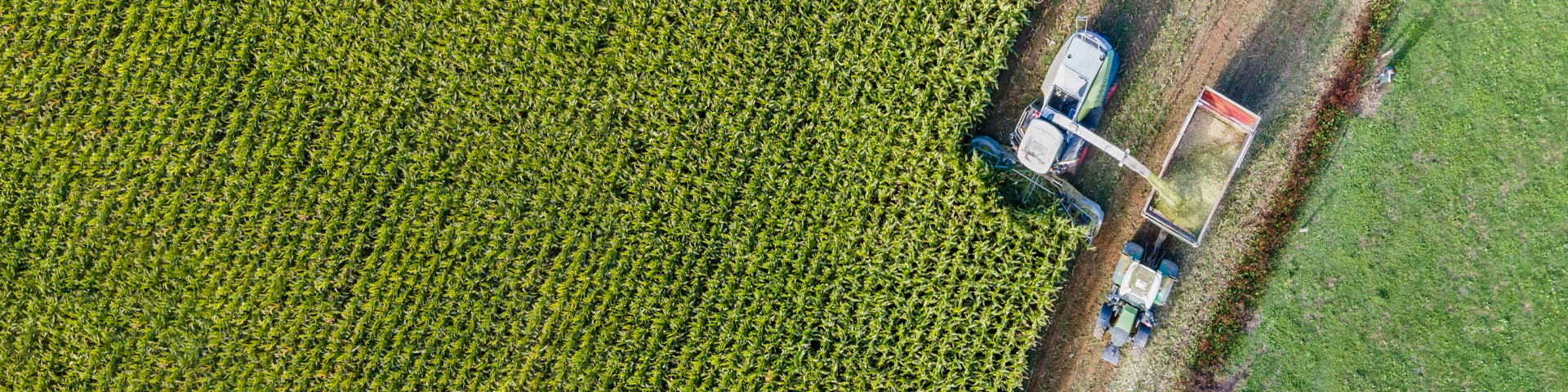 Corson Maize Calendar Competition | Corson Maize