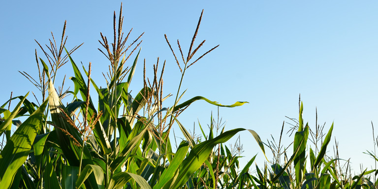 Maize Nutrition | Feed and Nutrition | Corson Maize
