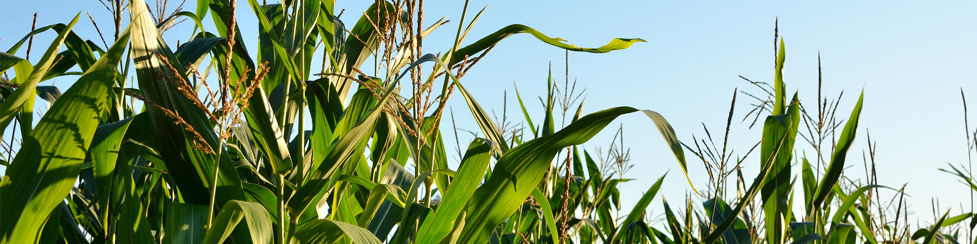 Maize Silage Quality | Feed and Nutrition | Corson Maize