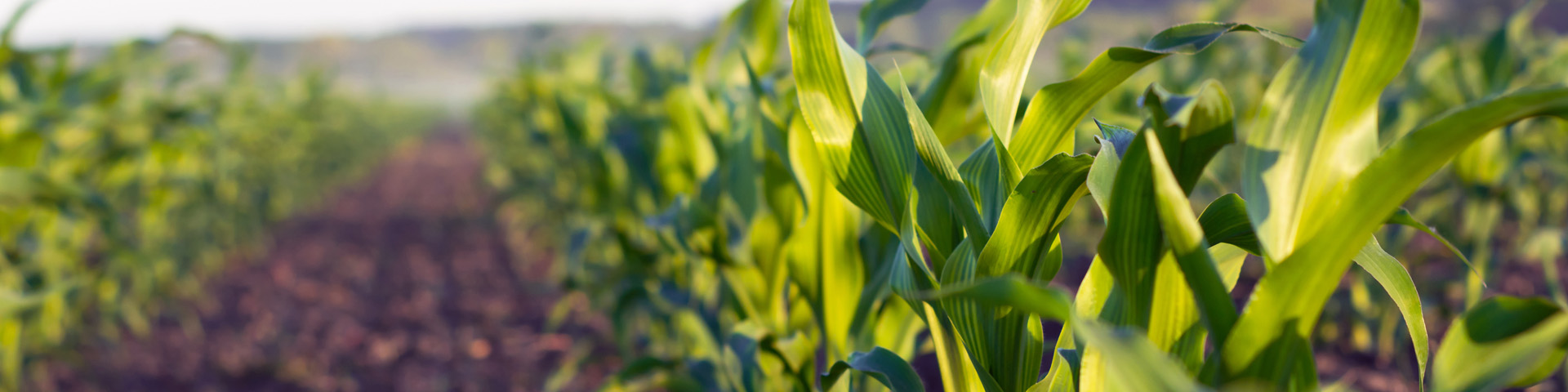 Corson Maize Guide Downloads | Why Corson Maize? | Corson Maize