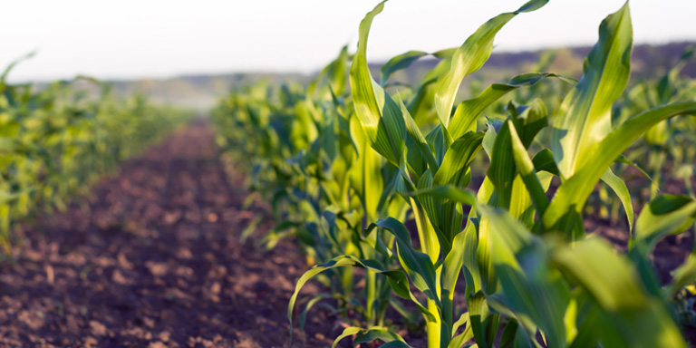 Maize Silage Benefits | Why Corson Maize? | Corson Maize Maize Silage Benefits | Why Corson Maize? | Corson Maize