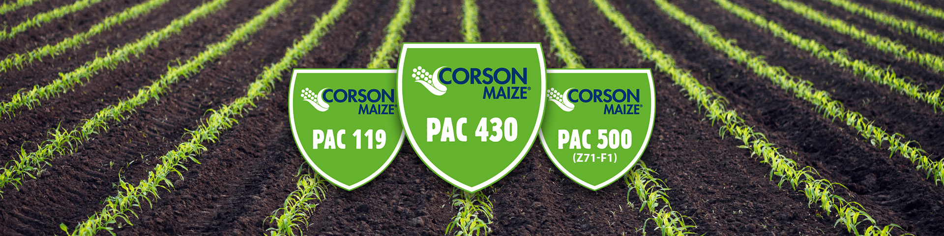 Root Development and Nutrition | Growing Maize | Corson Maize