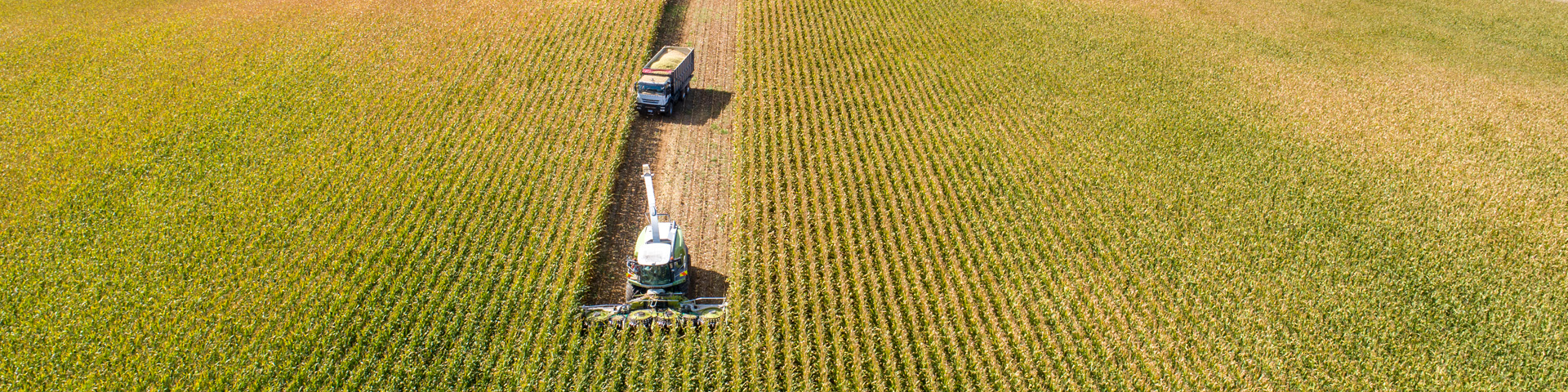 Silage Harvest Preparation | Harvesting and Storage | Corson Maize