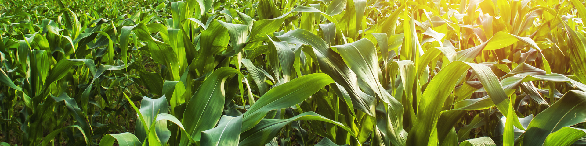 Corson Maize Crop Scouting Guide | Growing Maize | Corson Maize