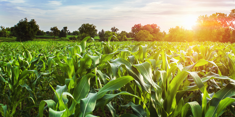 Corson Maize Crop Scouting Guide | Growing Maize | Corson Maize