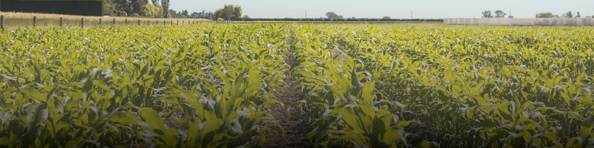 Mike's Maize Advice | Corson Maize