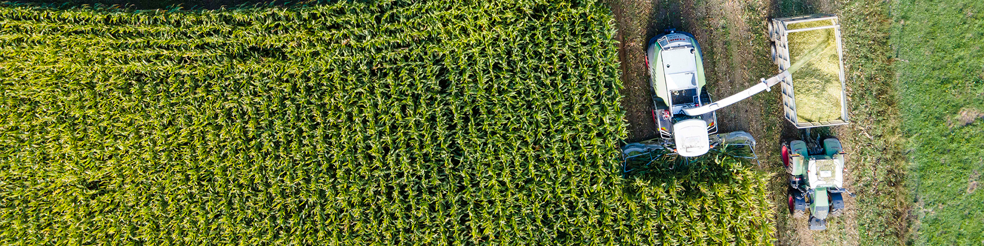 Grow with us | Corson Maize