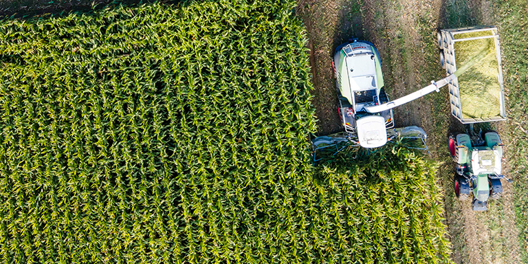 Grow with us | Corson Maize