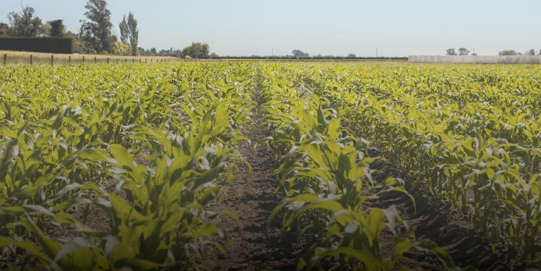 Mike's Maize Advice | Corson Maize
