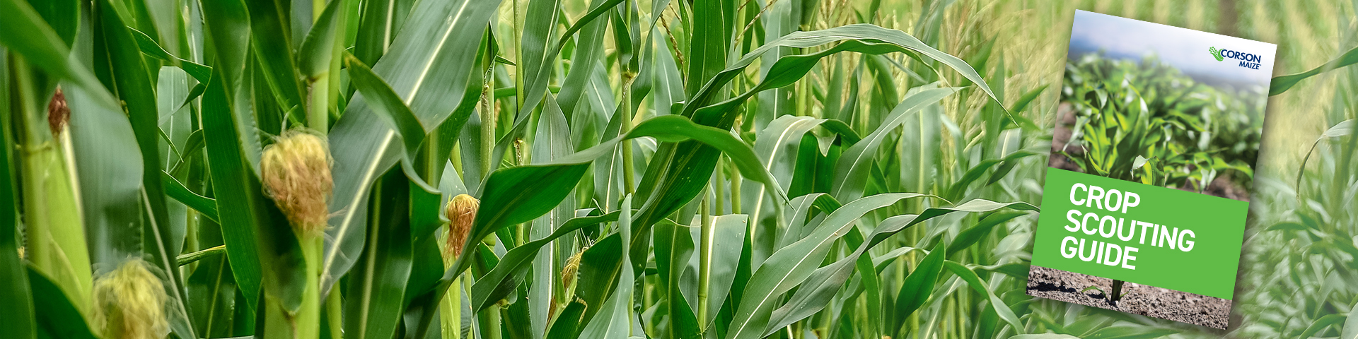 Grow with us | Corson Maize