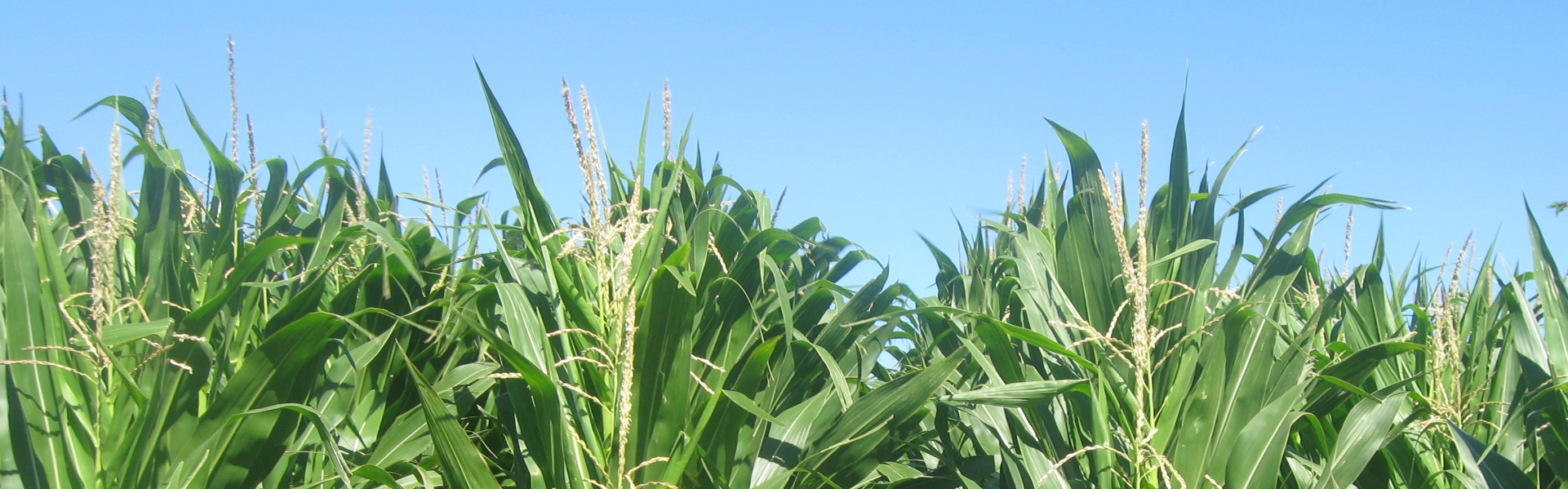 Introducing Silage to the Diet | Feed and Nutrition | Corson Maize